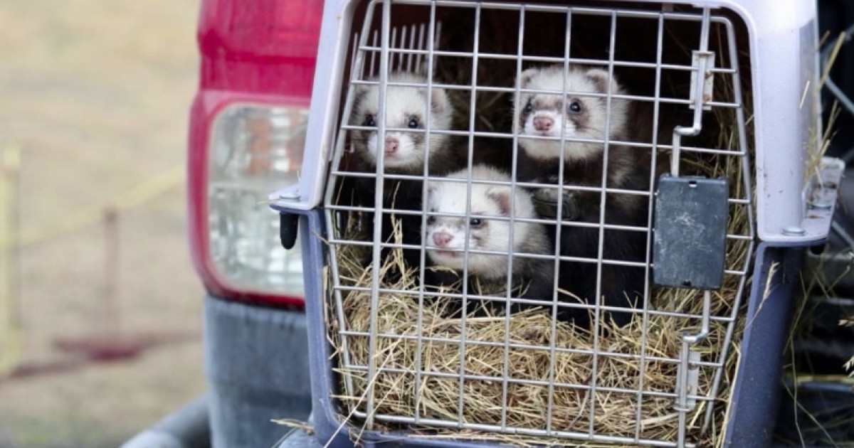 Ferrets enlisted in Queenstown rabbit fight | Crux