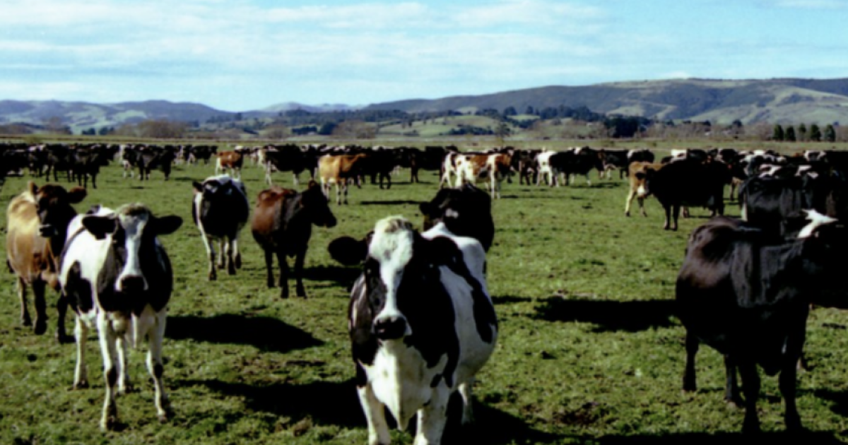 Farmers workshops for intensive winter grazing | Crux