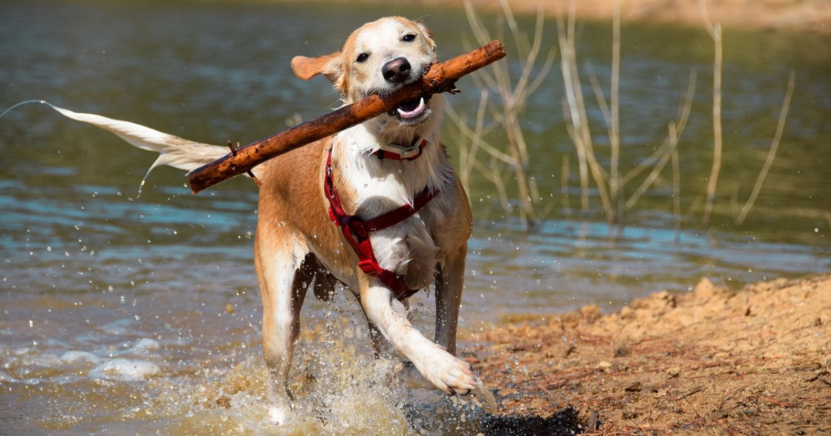 Mystery remains over source of poison that killed three dogs | Crux