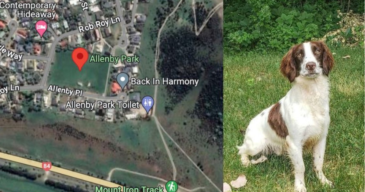 Gruesome dog attack claim at Wānaka playground a 'timely reminder' | Crux